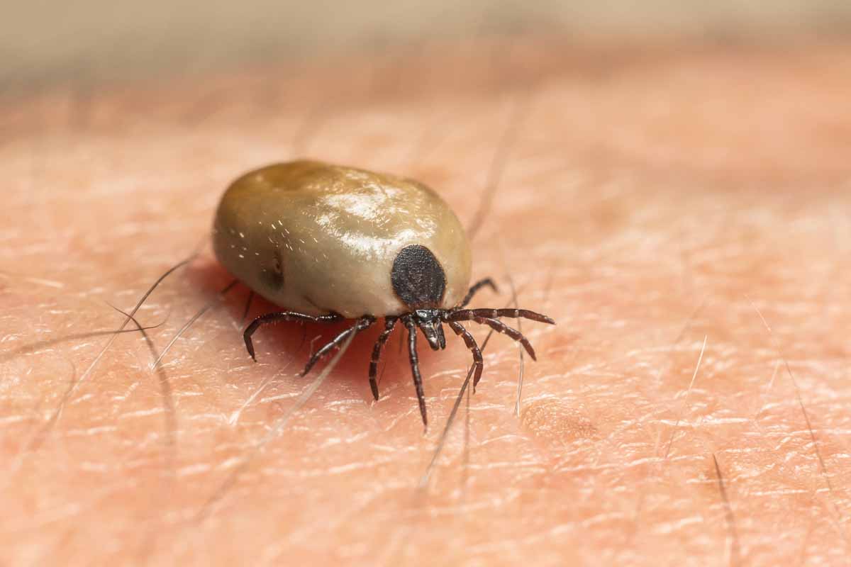 Safe Out on the Trail: Natural Tick Repellents - Balmy Fox